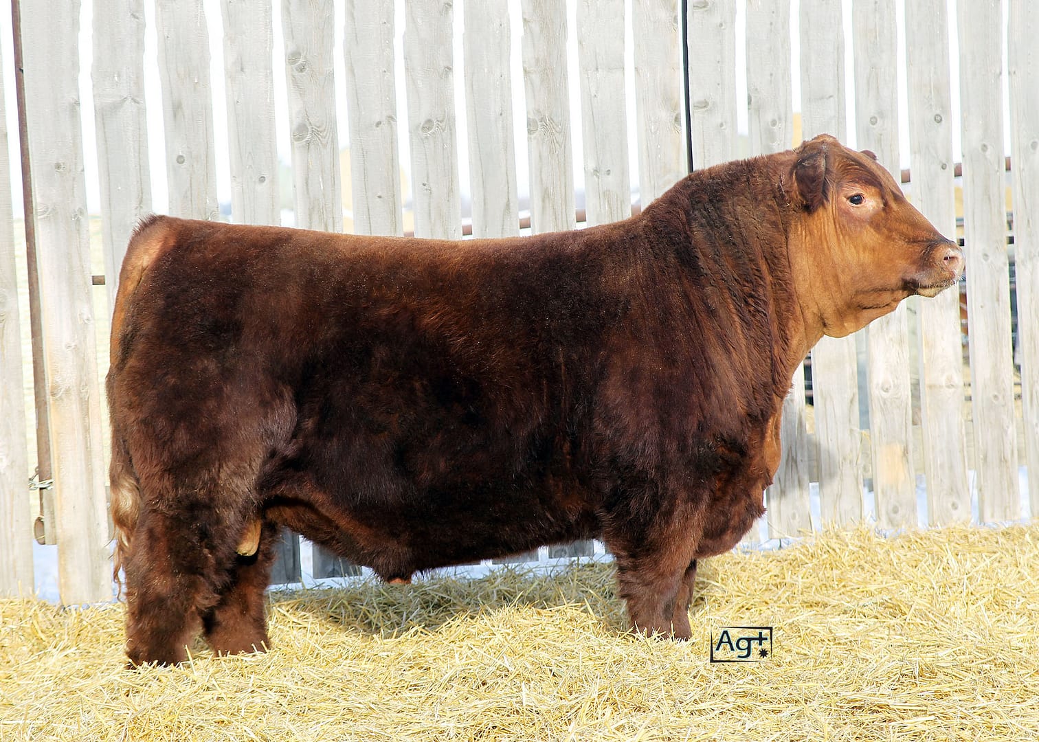 Sires - Ter-Ron Farms