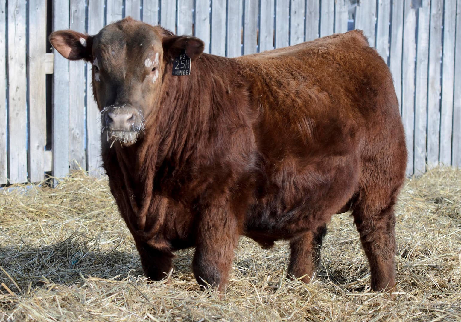 Sires - Ter-Ron Farms