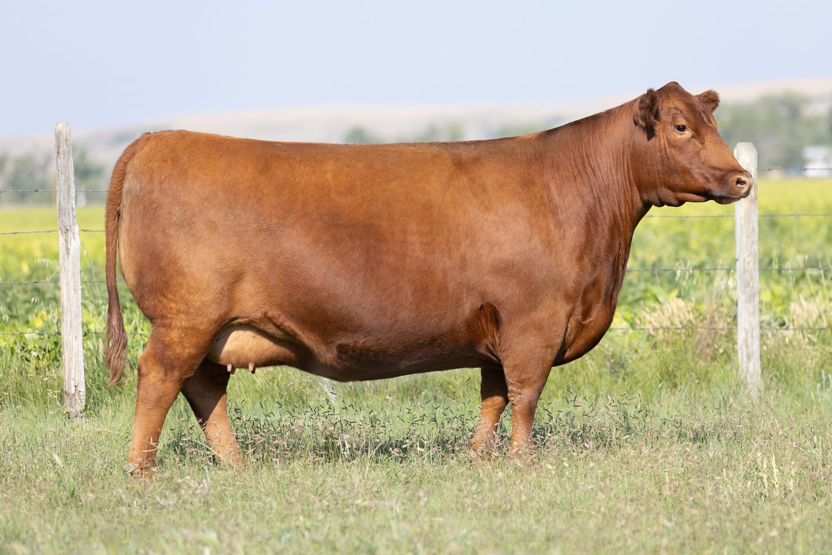 Sires - Ter-Ron Farms