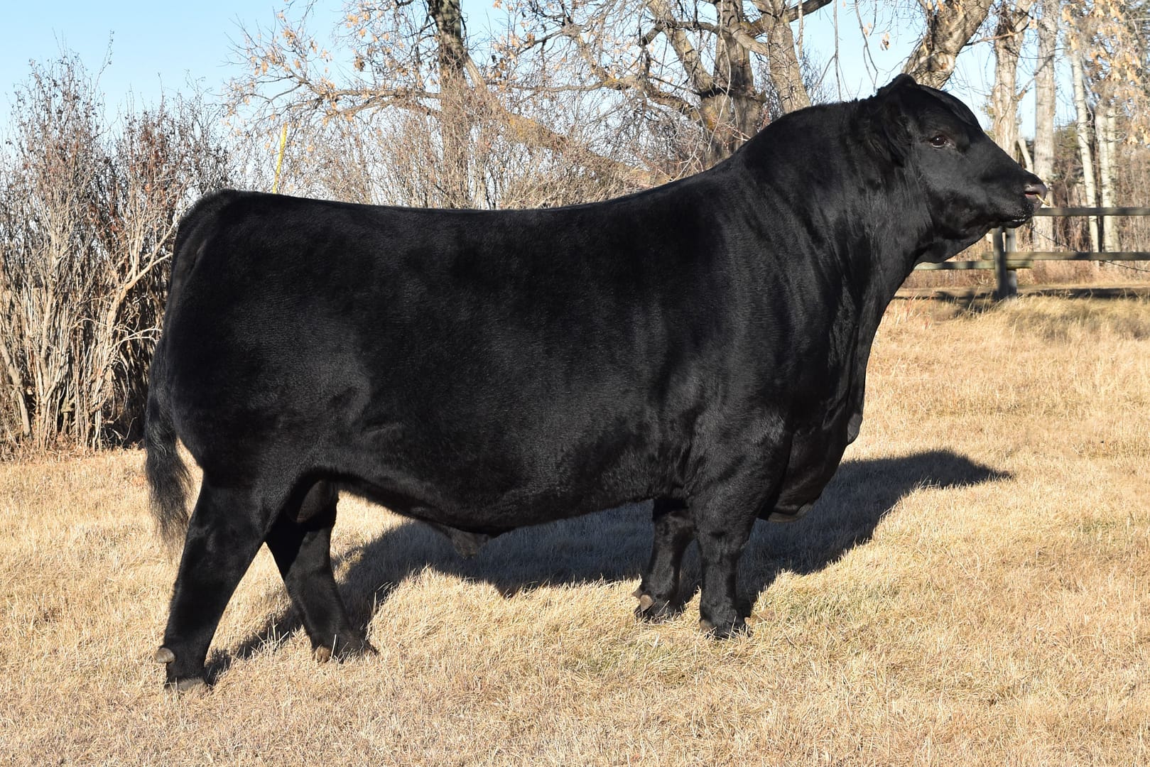 Sires - Ter-Ron Farms